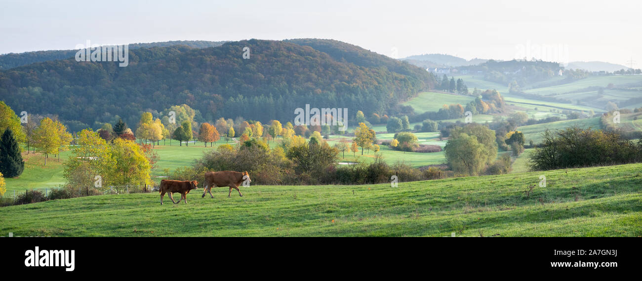 Cows in field fall colors hi-res stock photography and images - Alamy
