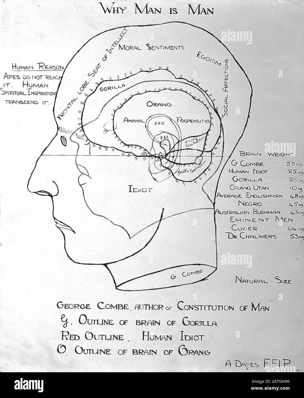 Phrenology diagram brain hi-res stock photography and images - Alamy