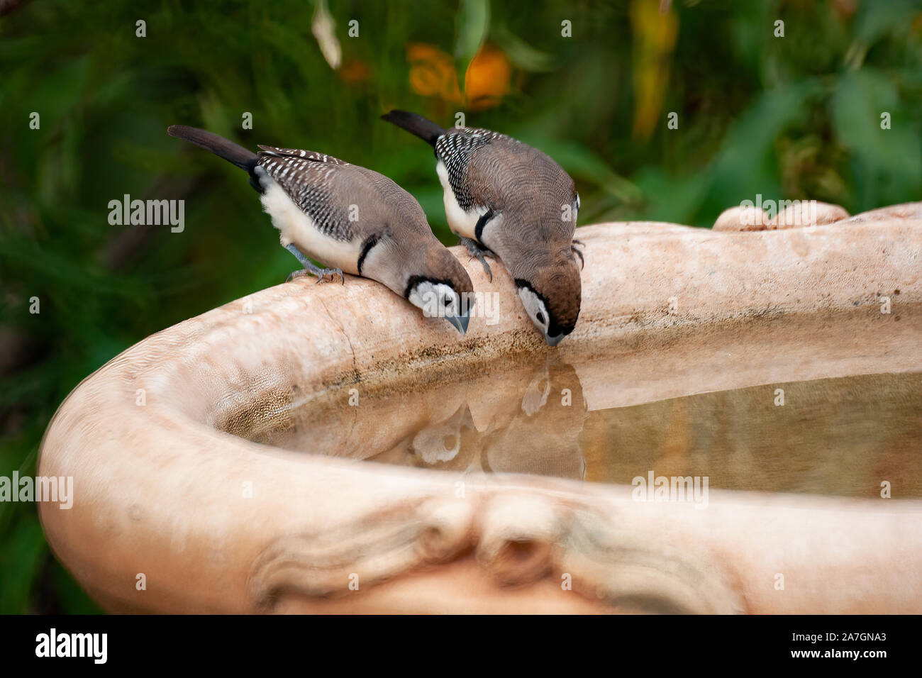 Australian bird in bird bath hi-res stock photography and images - Alamy