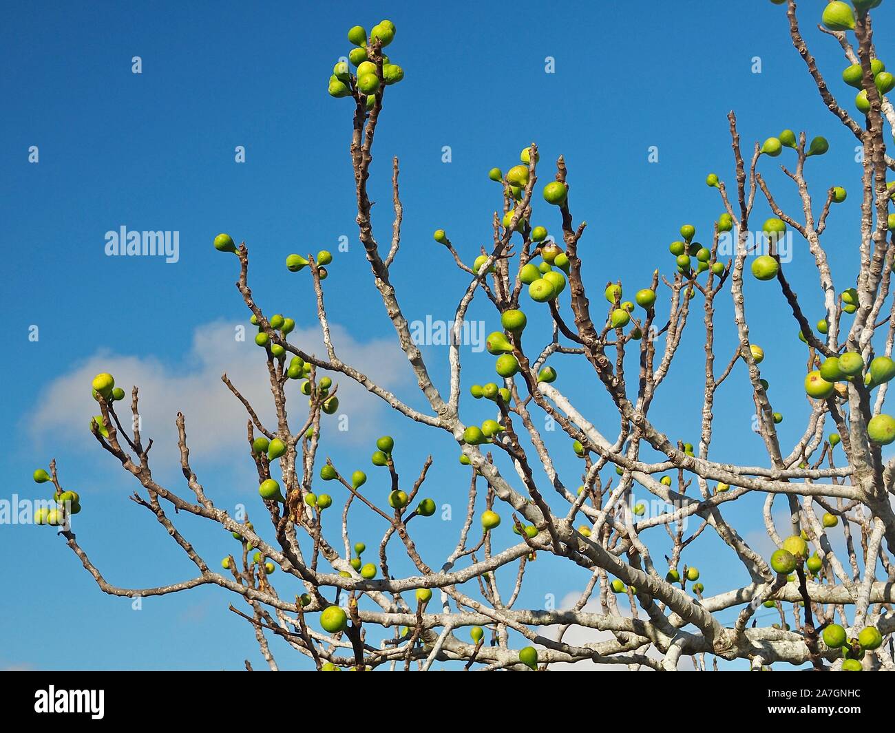 Types Of Fig Trees In South Africa at Kenneth Keene blog