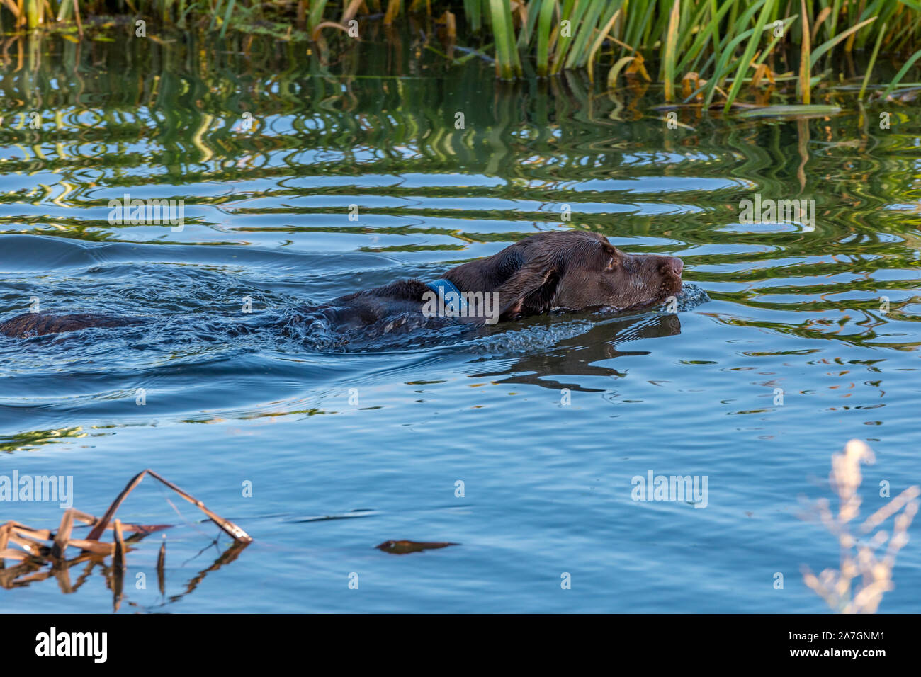 a labrador springer spaniel springador or labradinger gundog swimming ...