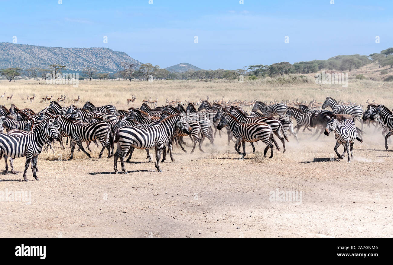 Zebra migration stampede hi-res stock photography and images - Alamy