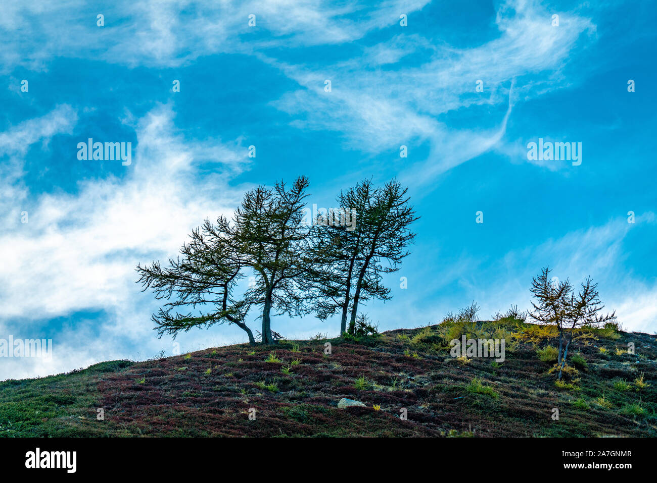 Warped trees hi-res stock photography and images - Alamy
