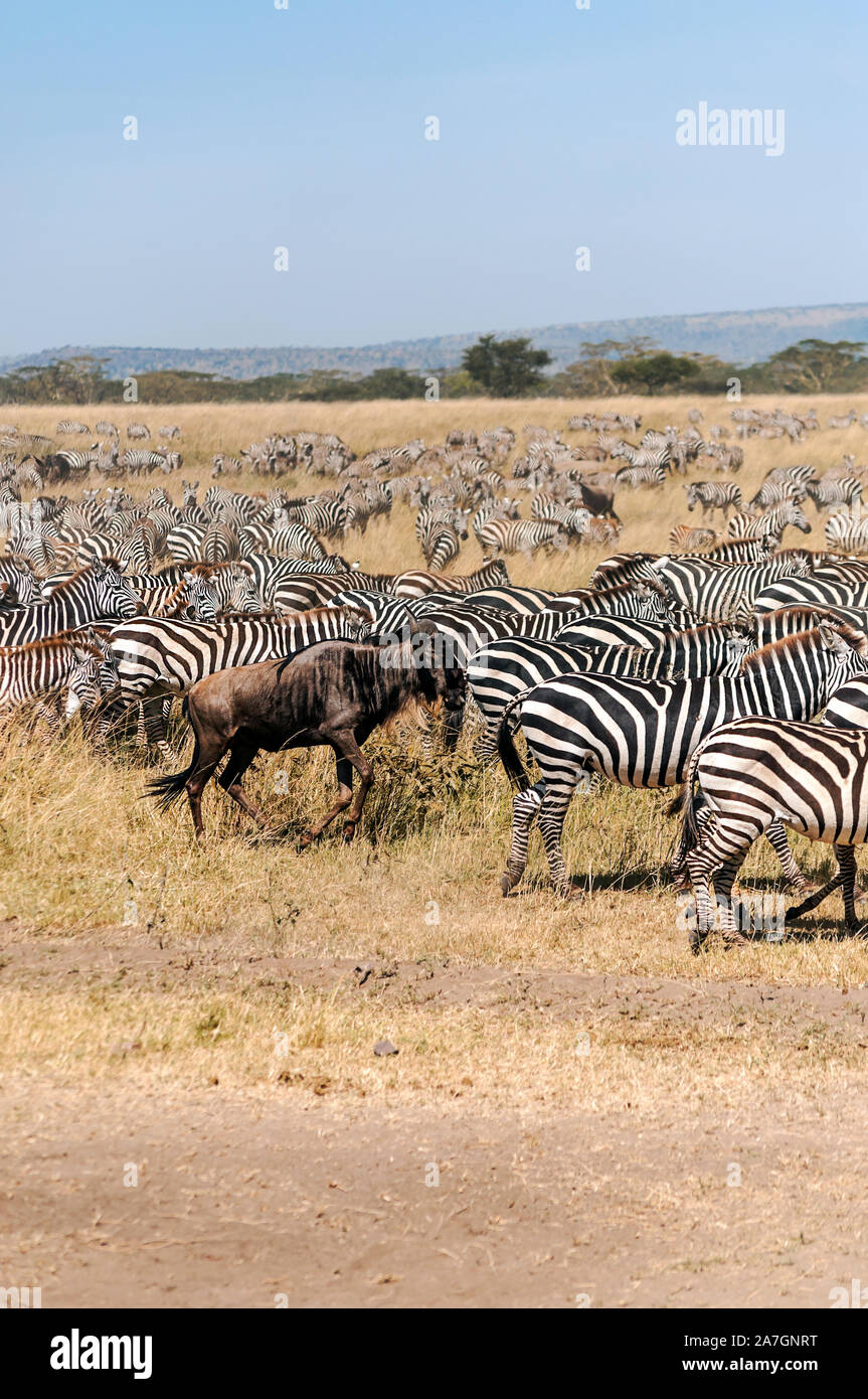 Zebra migration stampede hi-res stock photography and images - Alamy