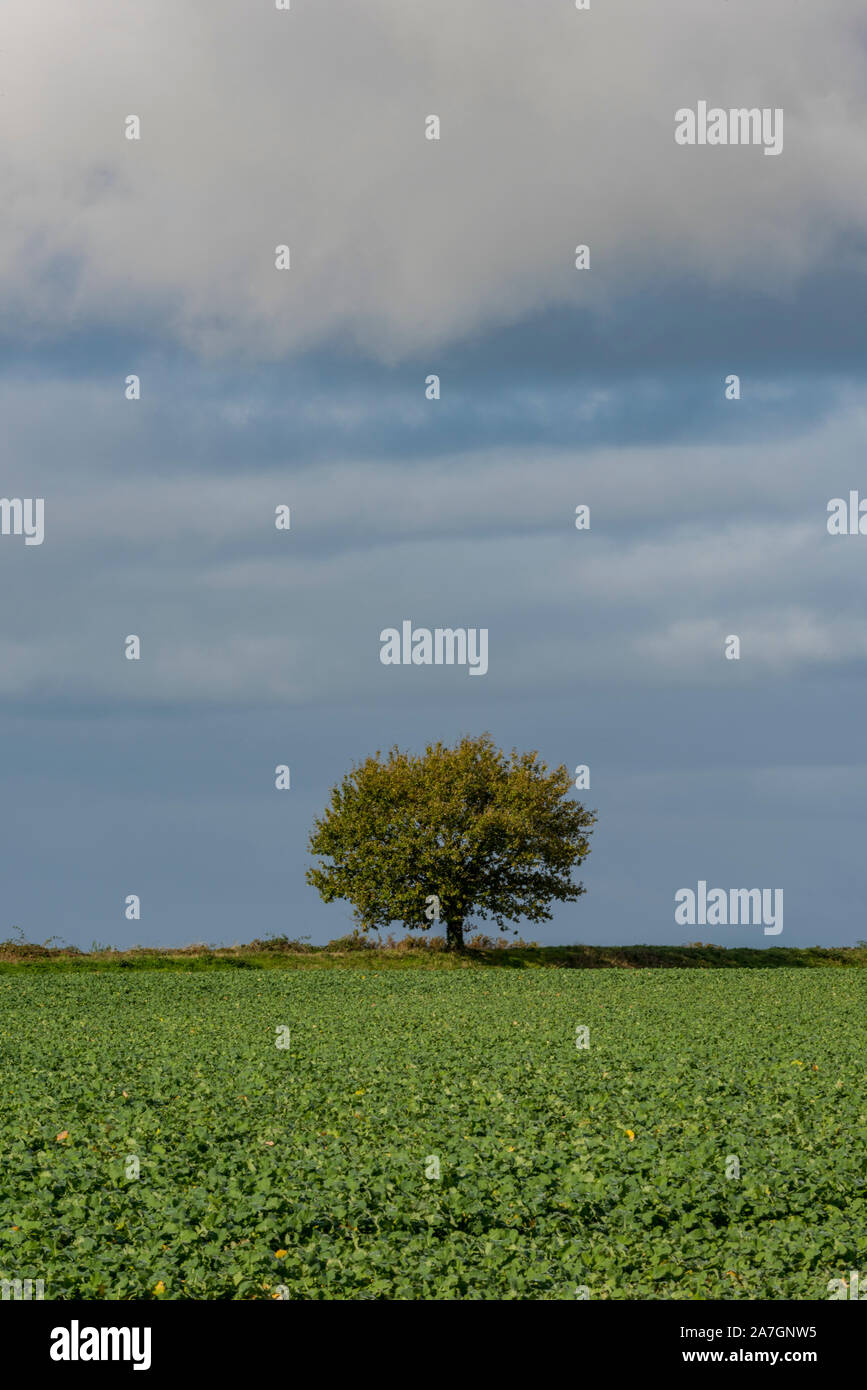a lone tree standing against the sky in the landscape with clouds and ...
