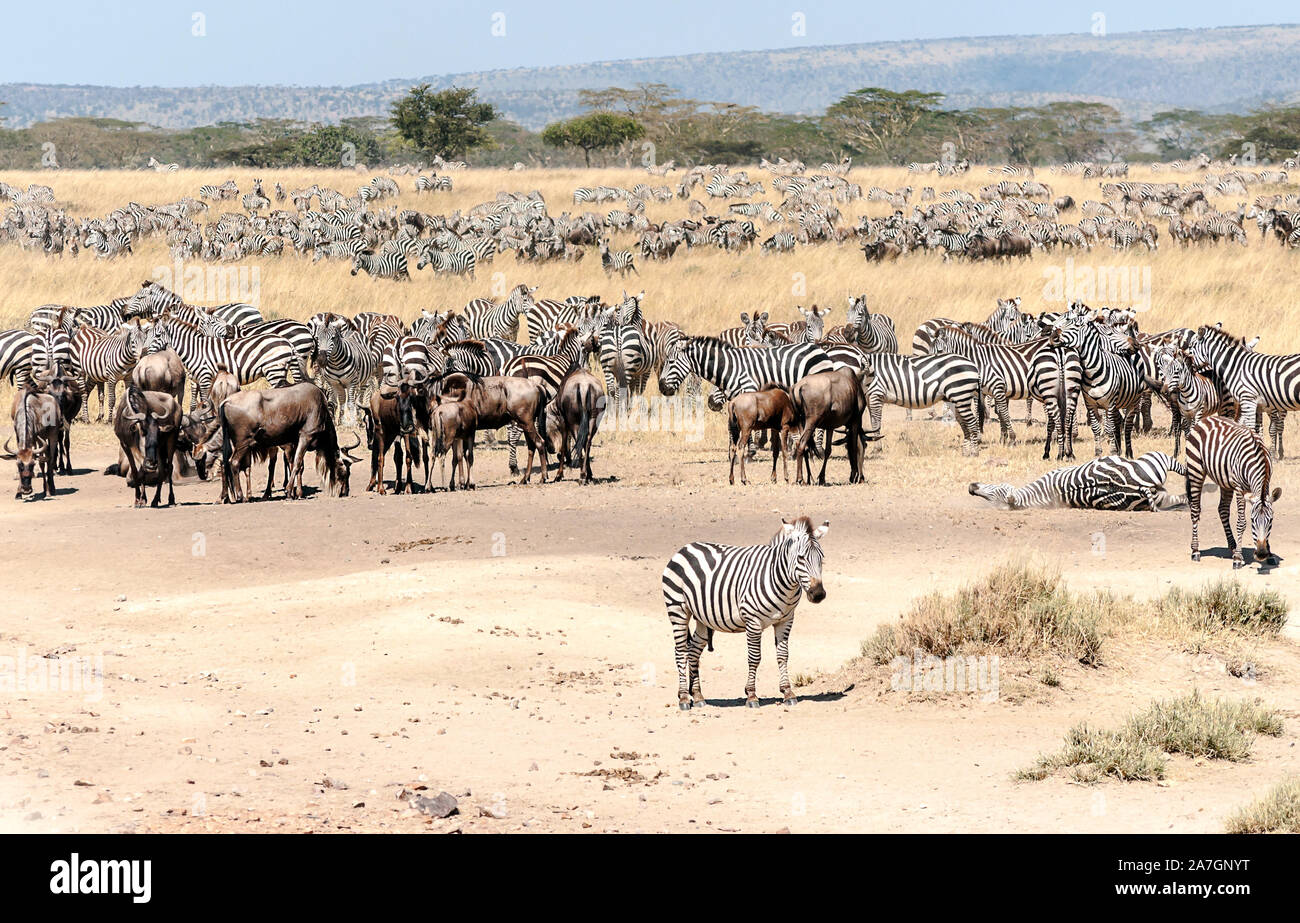 Zebra migration stampede hi-res stock photography and images - Alamy