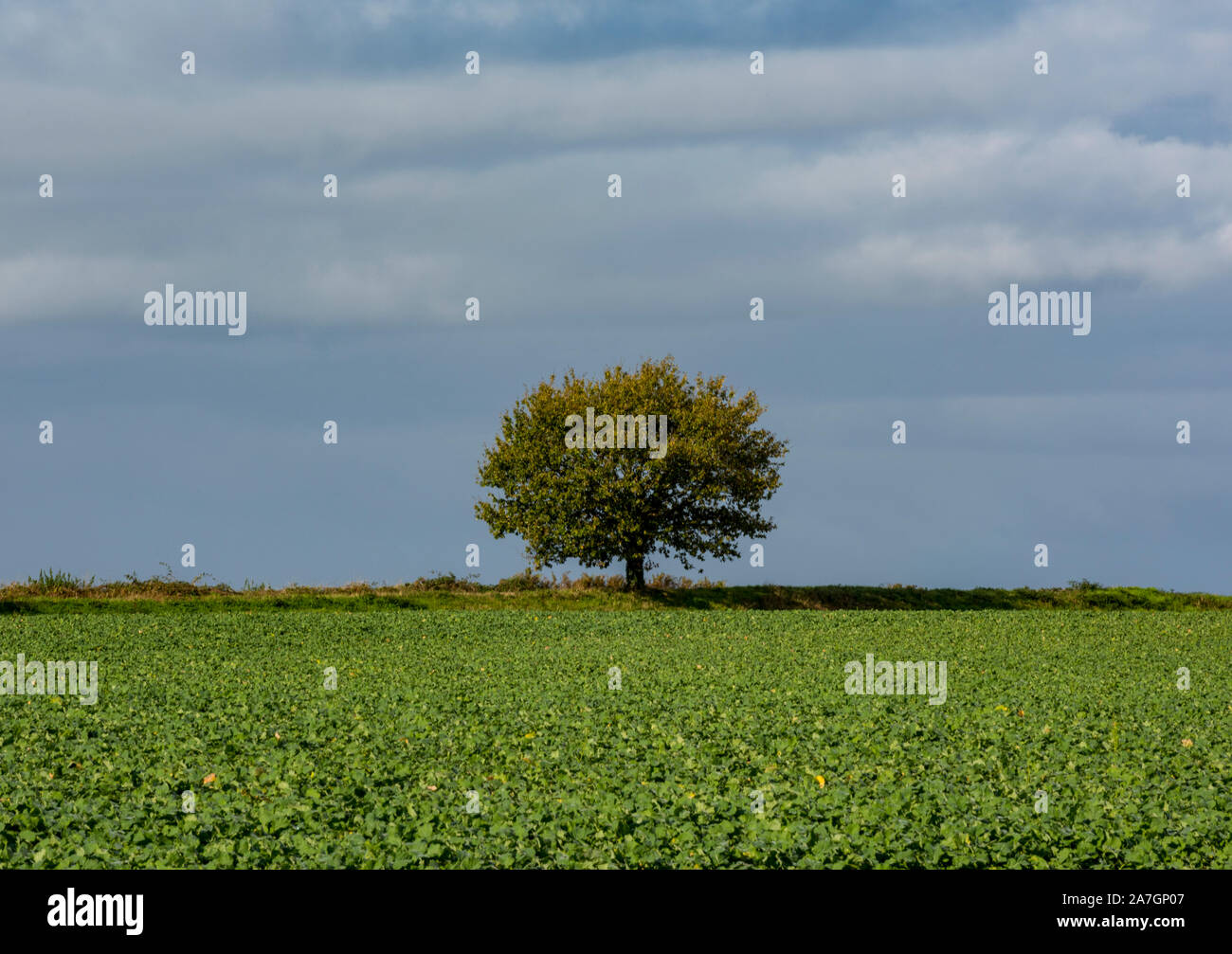 a lone tree standing against the sky in the landscape with clouds and ...