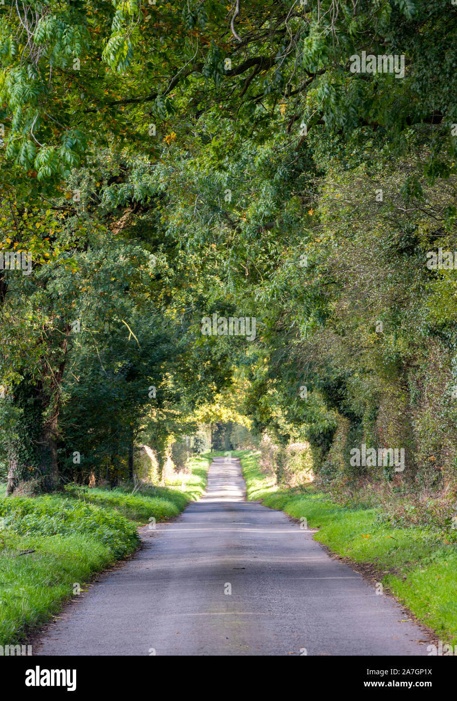 a country road lined with trees forming a green countryside tunnel ...