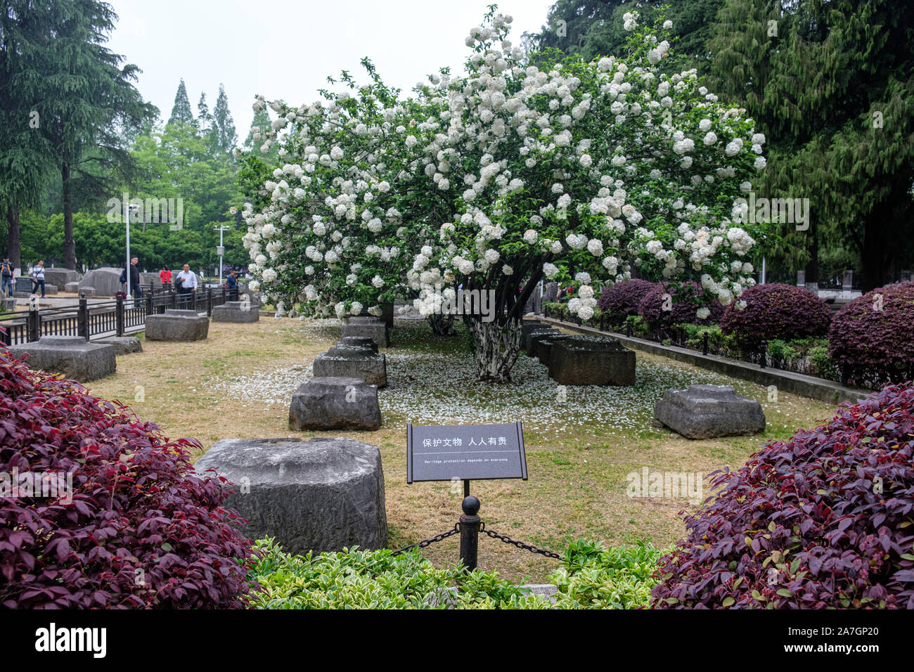 Chinese Snowball Viburnum shrubs in flower in spring in Wuchaomen Park ...