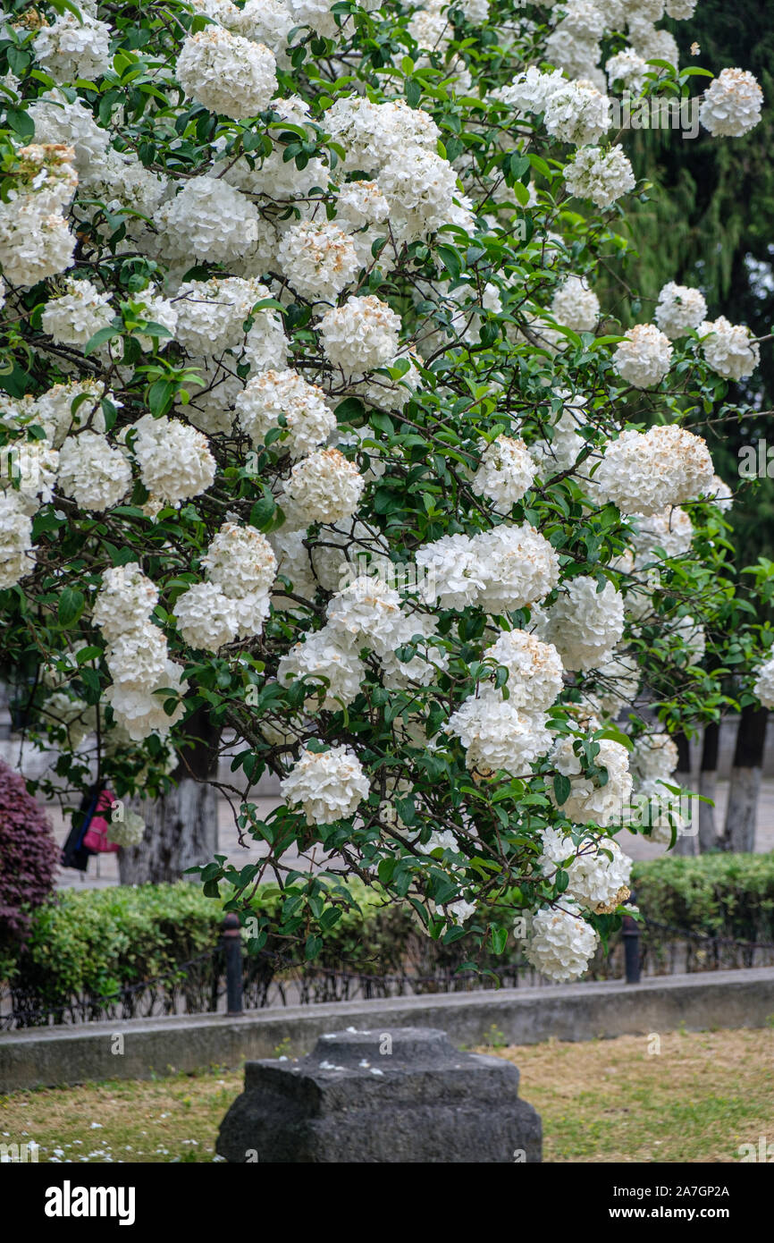 Chinese Snowball Viburnum shrubs in flower in spring in Wuchaomen Park ...