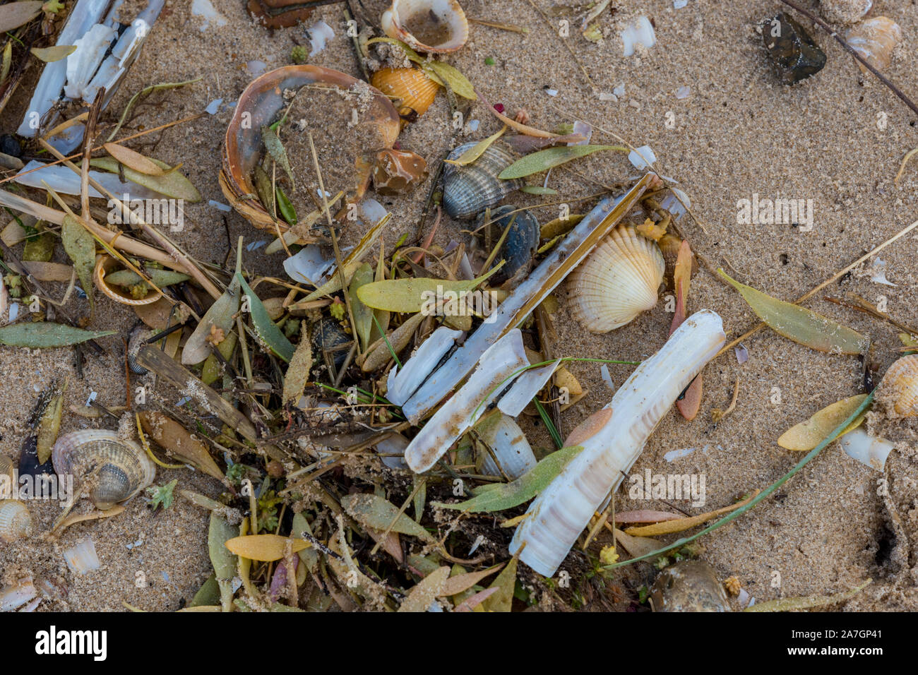 Razor clam shells hi-res stock photography and images - Alamy