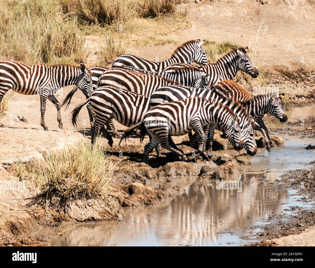 Zebra migration stampede hi-res stock photography and images - Alamy