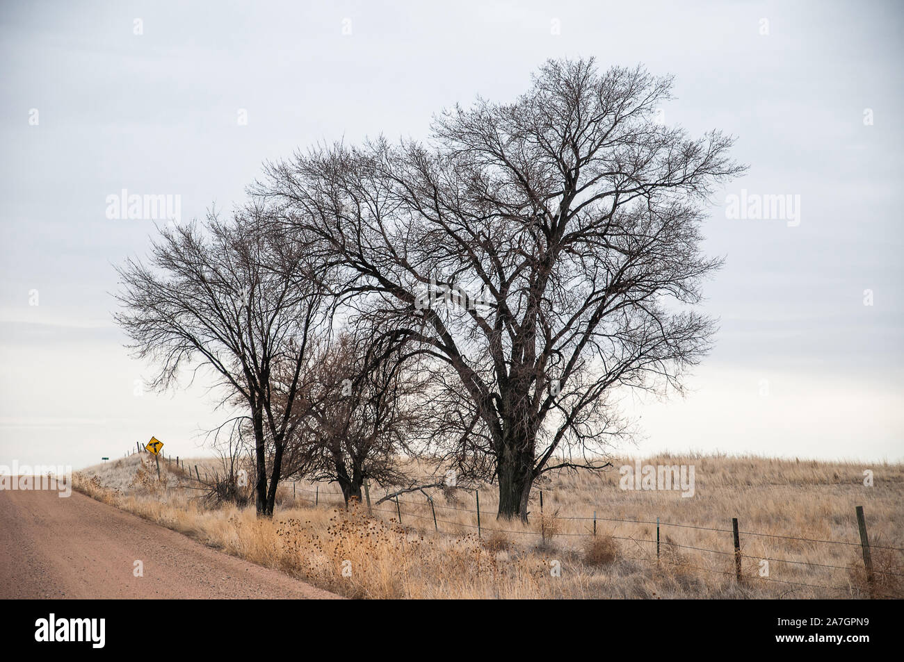Winter scene of trees along a gravel road Stock Photo - Alamy
