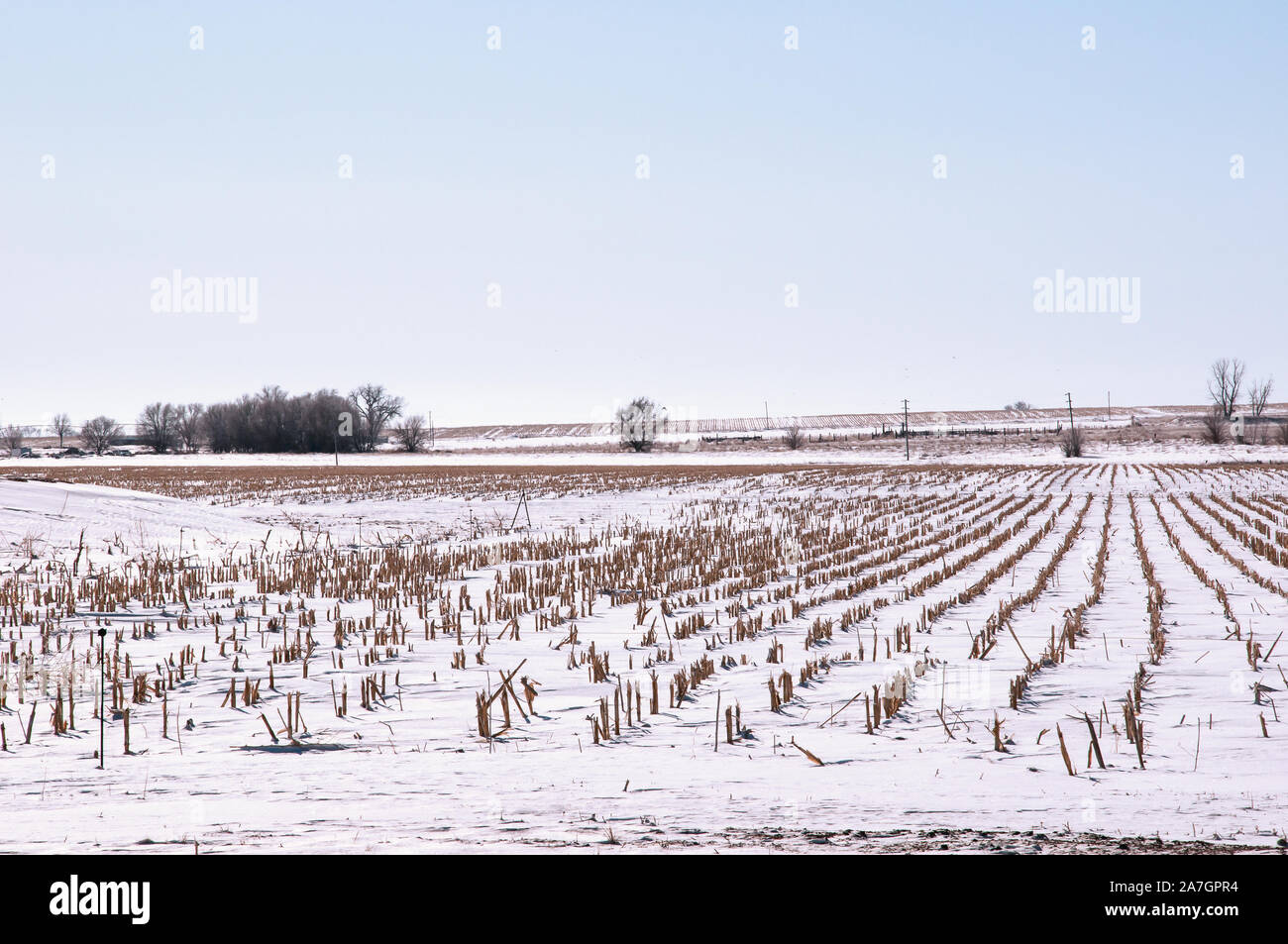 Winter snow covers a field of corn stubble after harvest Stock Photo ...