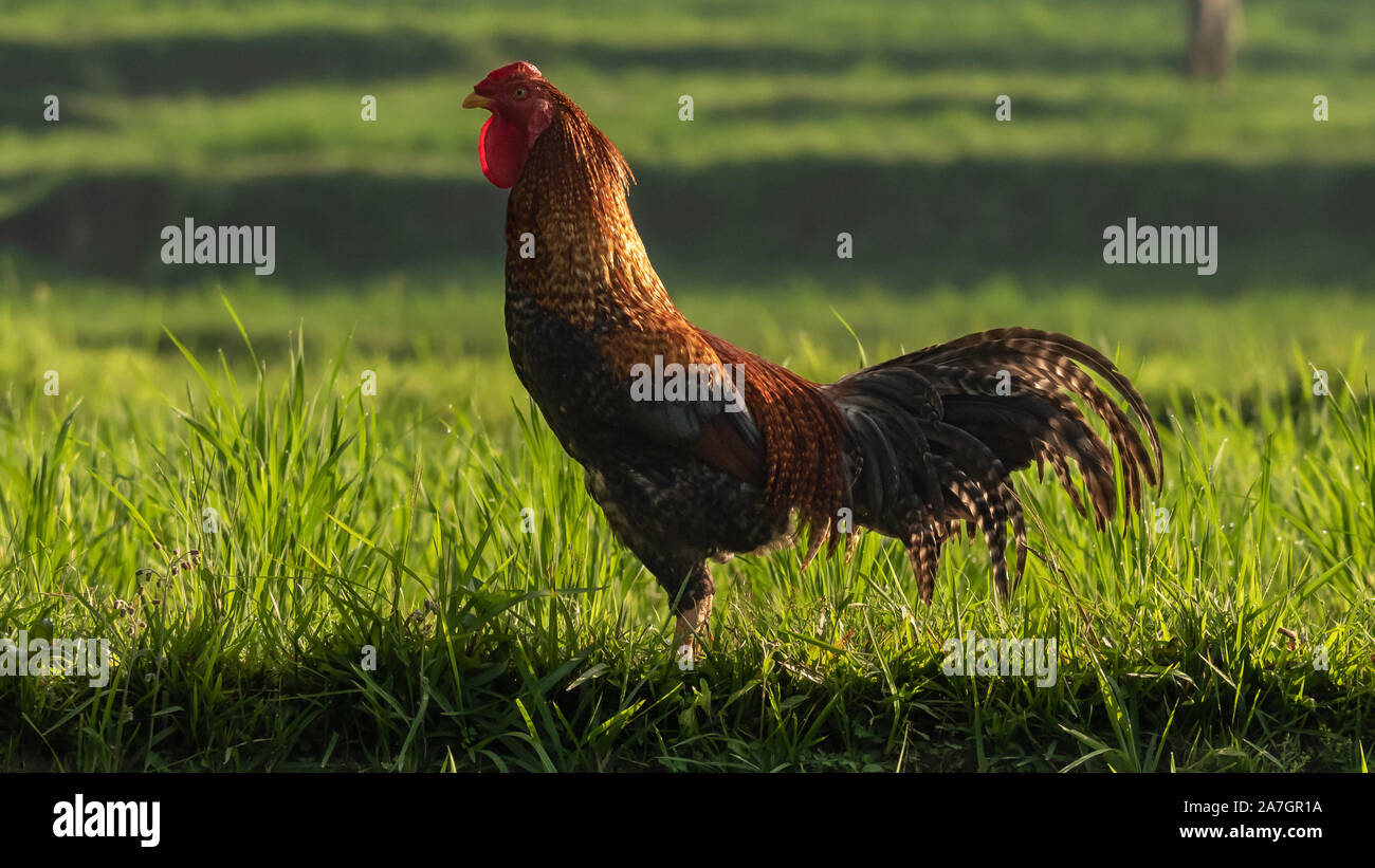 Asia chicken hi-res stock photography and images - Alamy