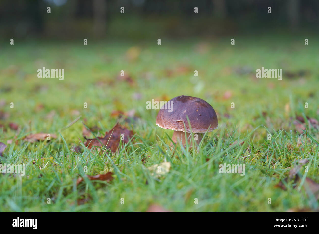 Oak Porchini Mushroom, Bolete mushroom, ( Boletus Reticulatus Stock ...