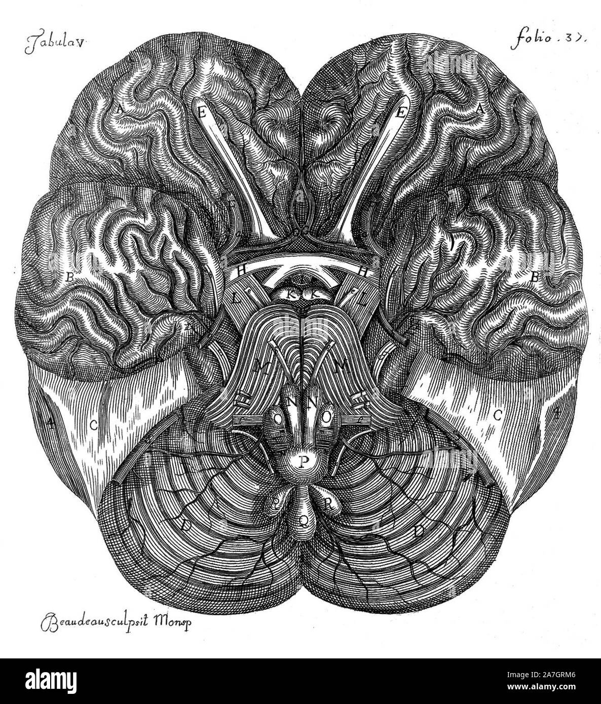 Anatomy base Black and White Stock Photos & Images - Alamy