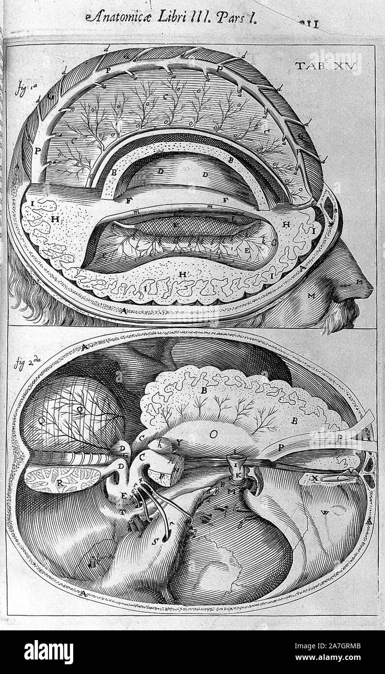 Human brain structures hi-res stock photography and images - Alamy