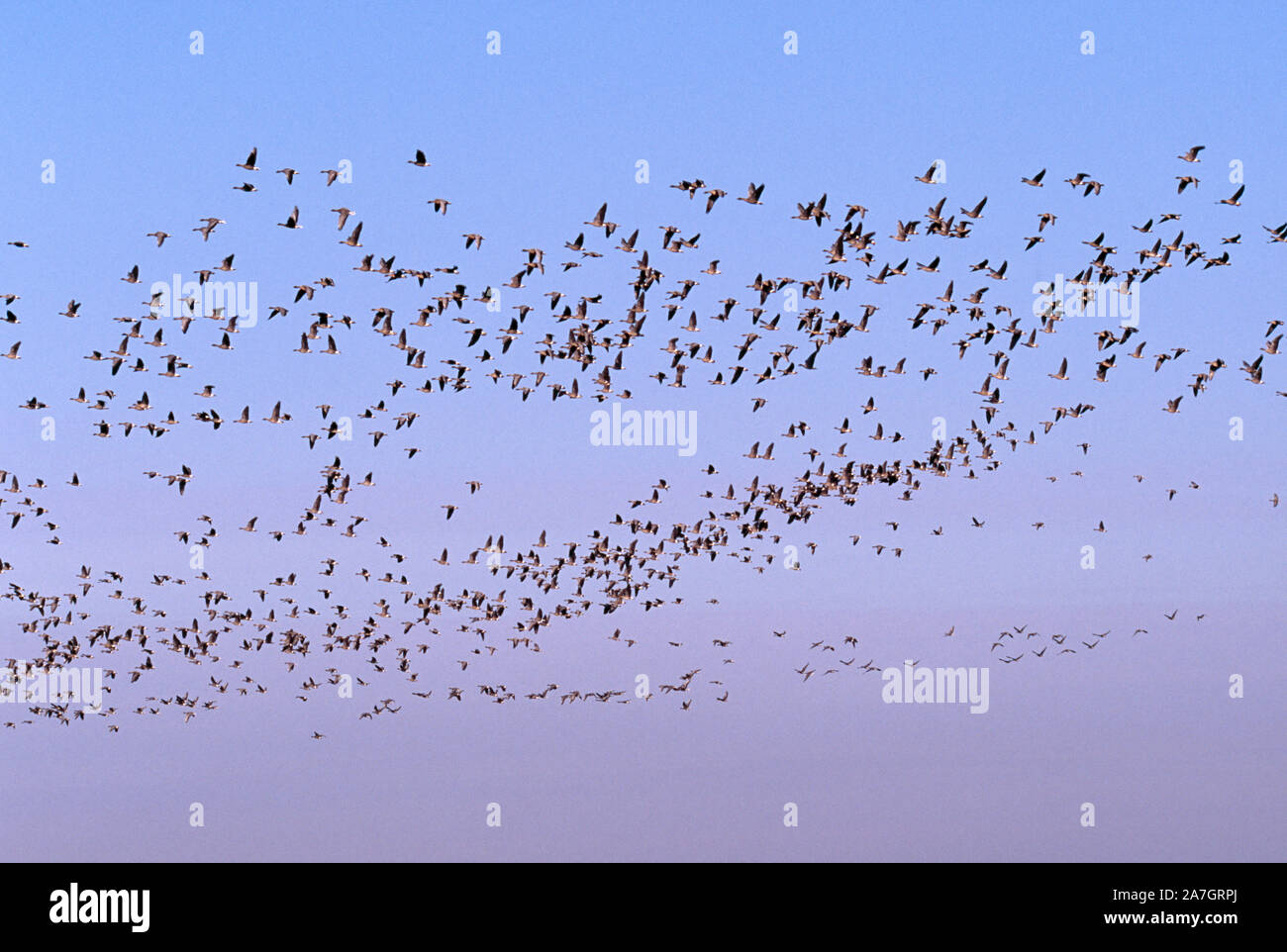 PINK-FOOTED GOOSE flock in flight Anser brachyrhynchus with one vagrant ...