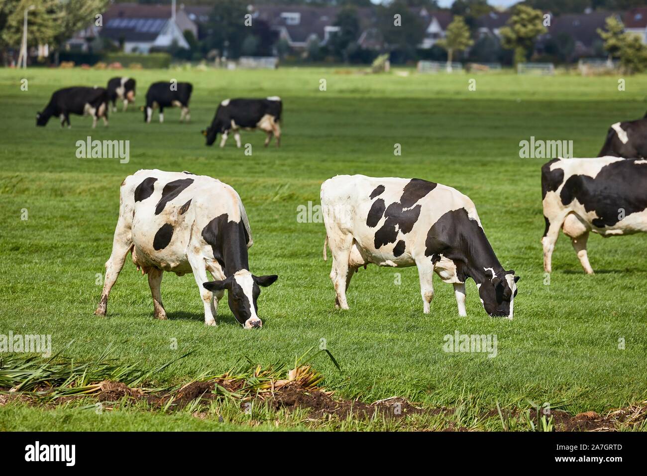 Keep cows hi-res stock photography and images - Alamy