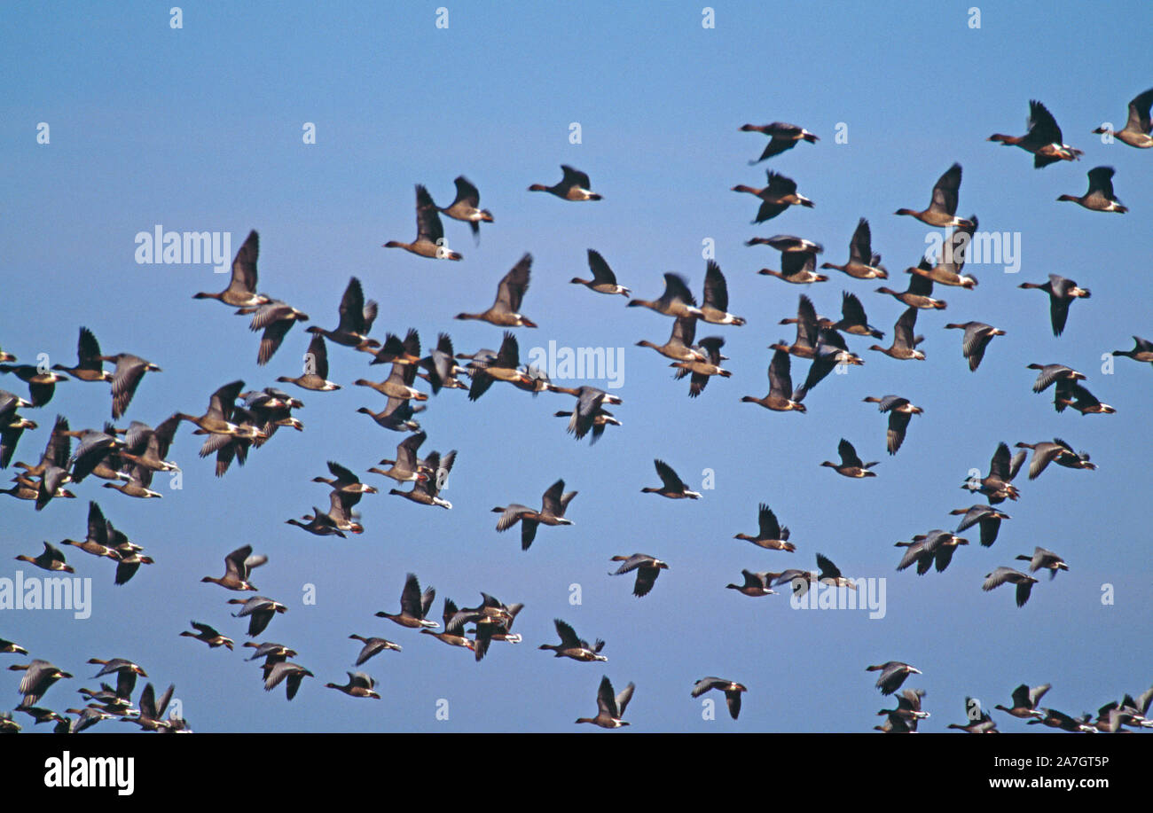 PINK-FOOTED GOOSE flock in flight. ( Anser brachyrhynchus ). Waxham ...