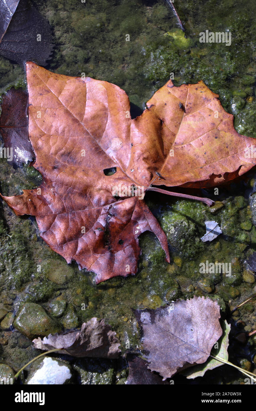 Floating brown leaf hi-res stock photography and images - Alamy