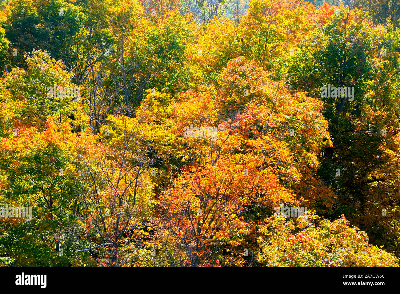 New york state tree canopy hi-res stock photography and images - Alamy