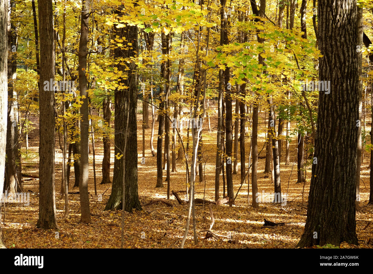 Golden leaves on trees in thick woodland in the Autumn fall, sunlight ...