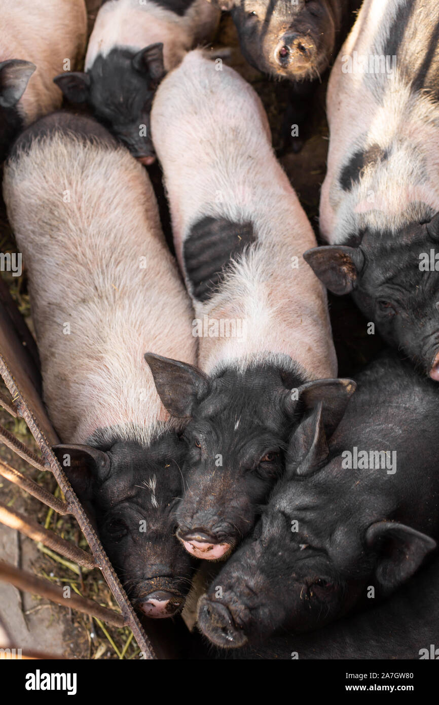 Pigsty Dirty High Resolution Stock Photography and Images - Alamy
