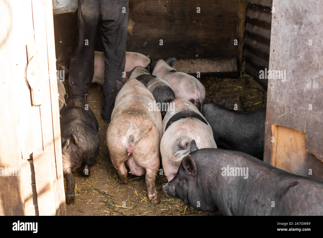 Spotted pigs pigpen hi-res stock photography and images - Alamy