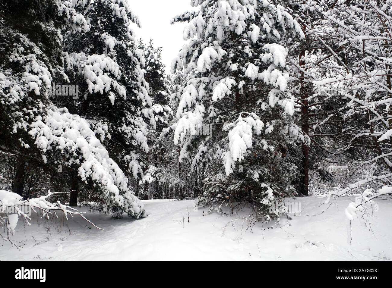 Dense snowy forest hi-res stock photography and images - Alamy