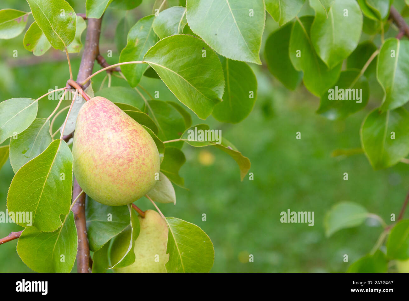 Pear hanging on a tree and Matures in late summer Stock Photo - Alamy