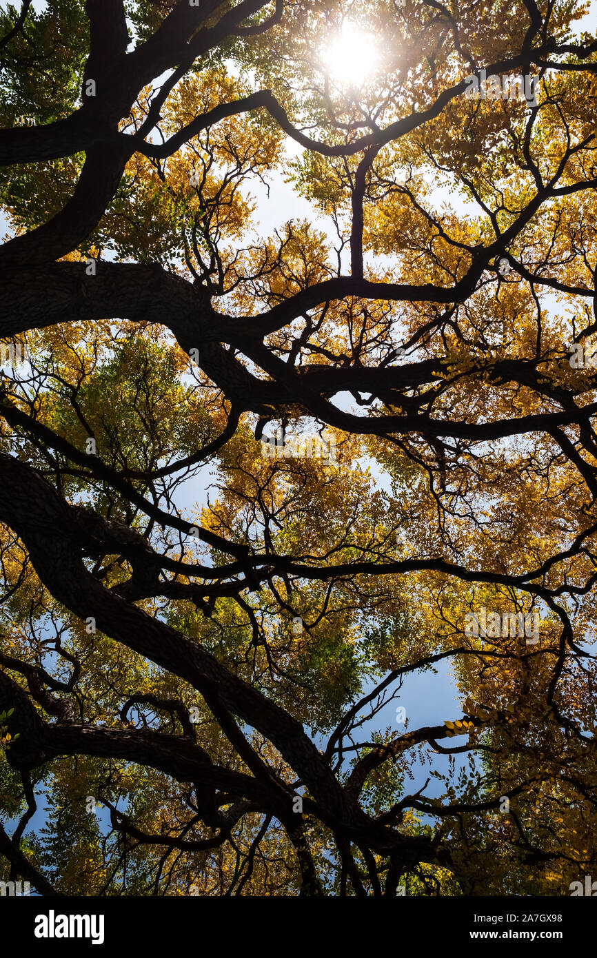 Vertical view top branches fall hi-res stock photography and images - Alamy