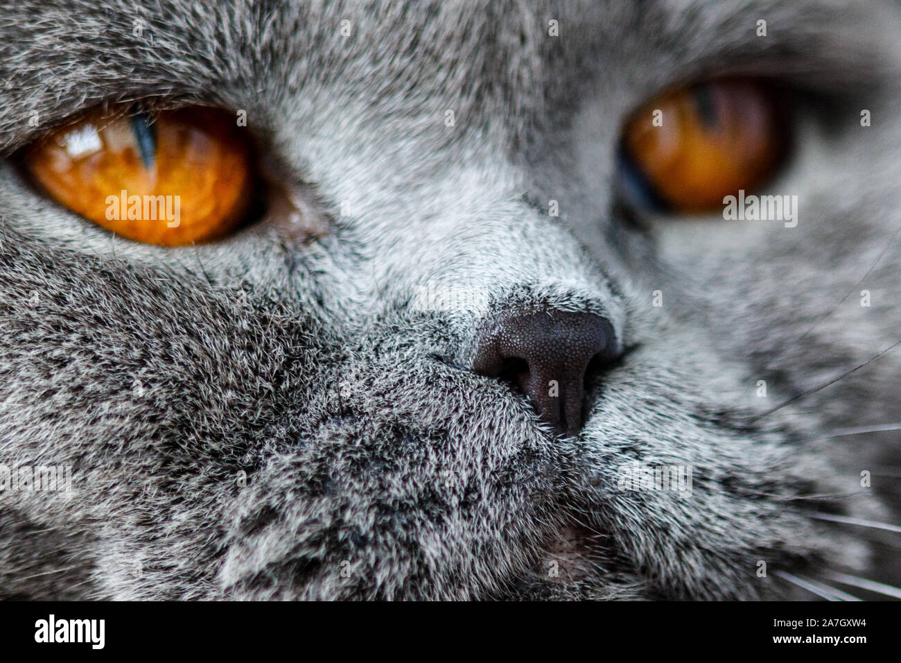 The Scottish Fold is a breed of domestic cat with a natural dominant ...