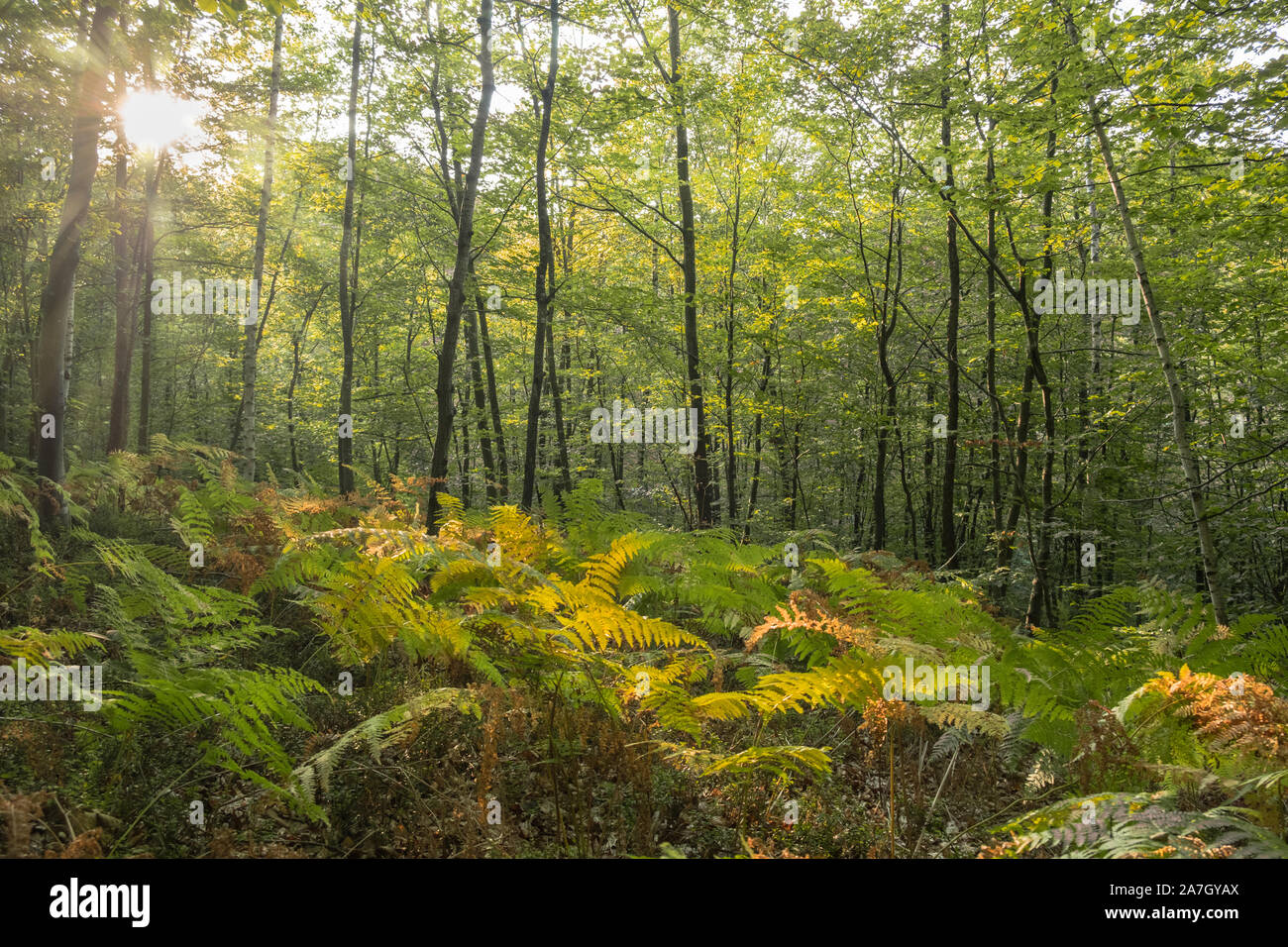 Prehistoric forest background hi-res stock photography and images - Alamy