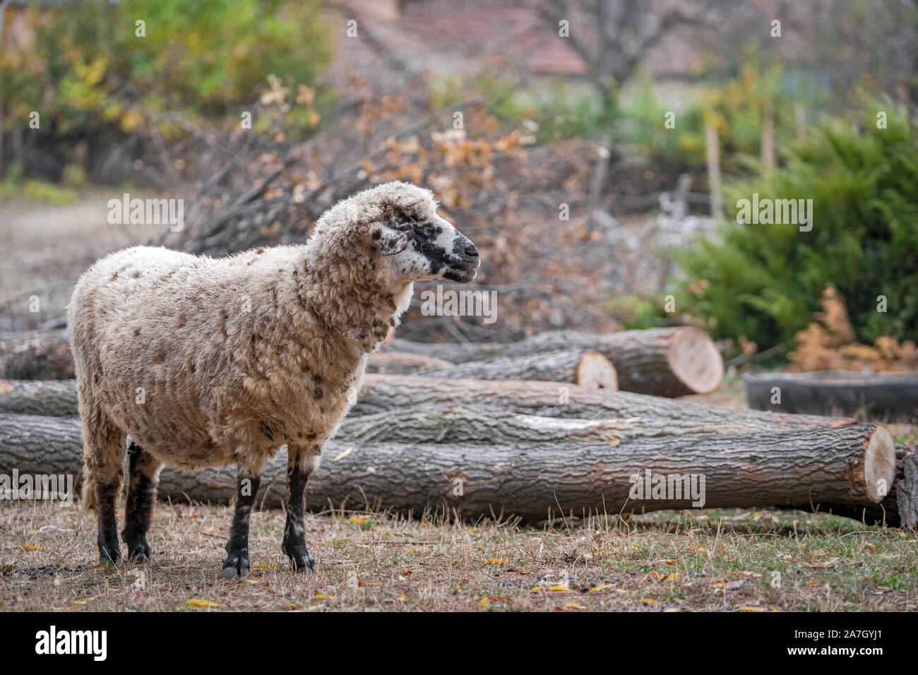Sheep in the yard hi-res stock photography and images - Alamy