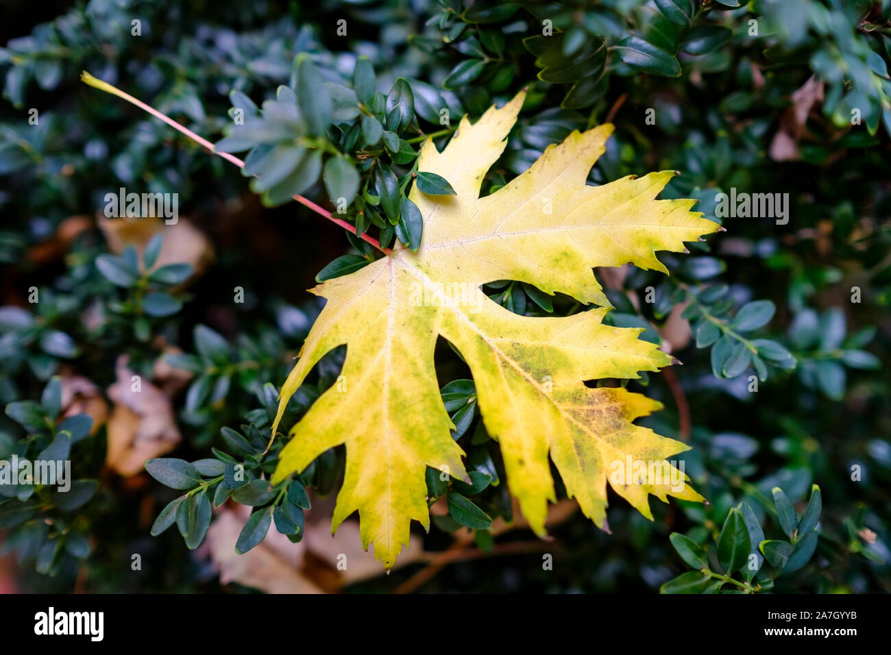 Maple yellow leaf at october close up view. Canadian symbol Stock Photo ...