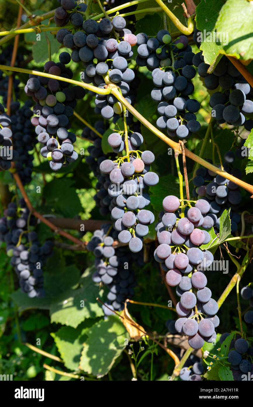 Clusters of blue grape are growing on the vine Stock Photo - Alamy
