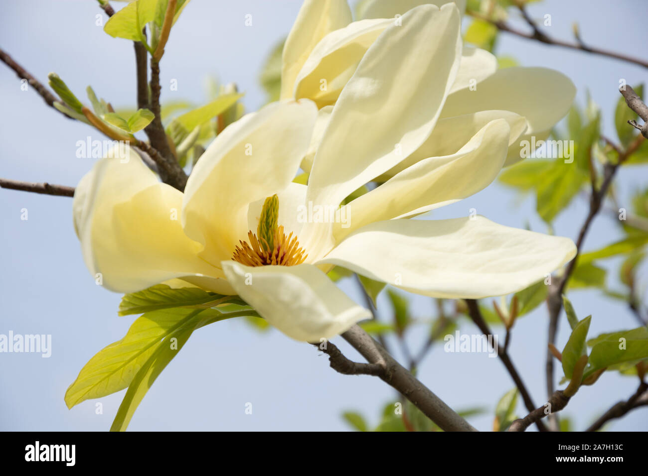Fragile flower of bloomin white magnolia on the tree Stock Photo - Alamy