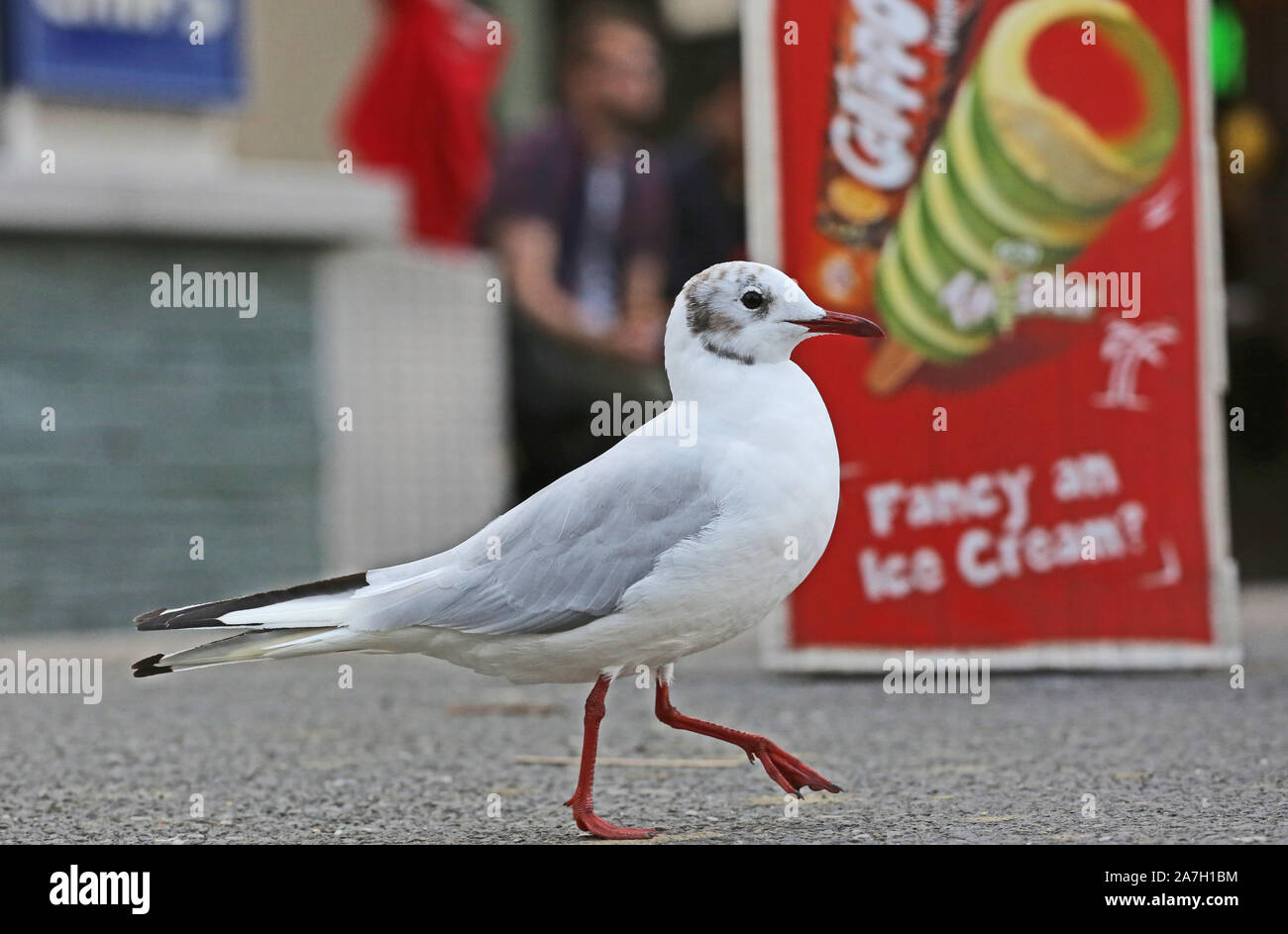 A Gull walking past an ice cream poster Stock Photo - Alamy