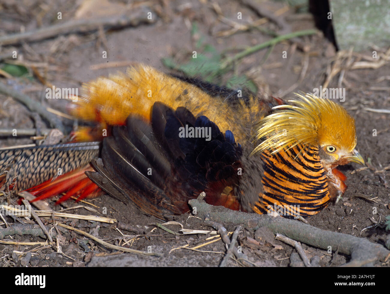 GOLDEN PHEASANT cock (Chrysolophus pictus), vigorous foot and wing ...