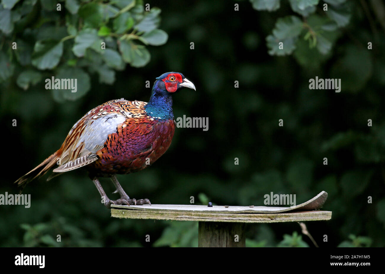Pheasant On Bird Table High Resolution Stock Photography and Images - Alamy