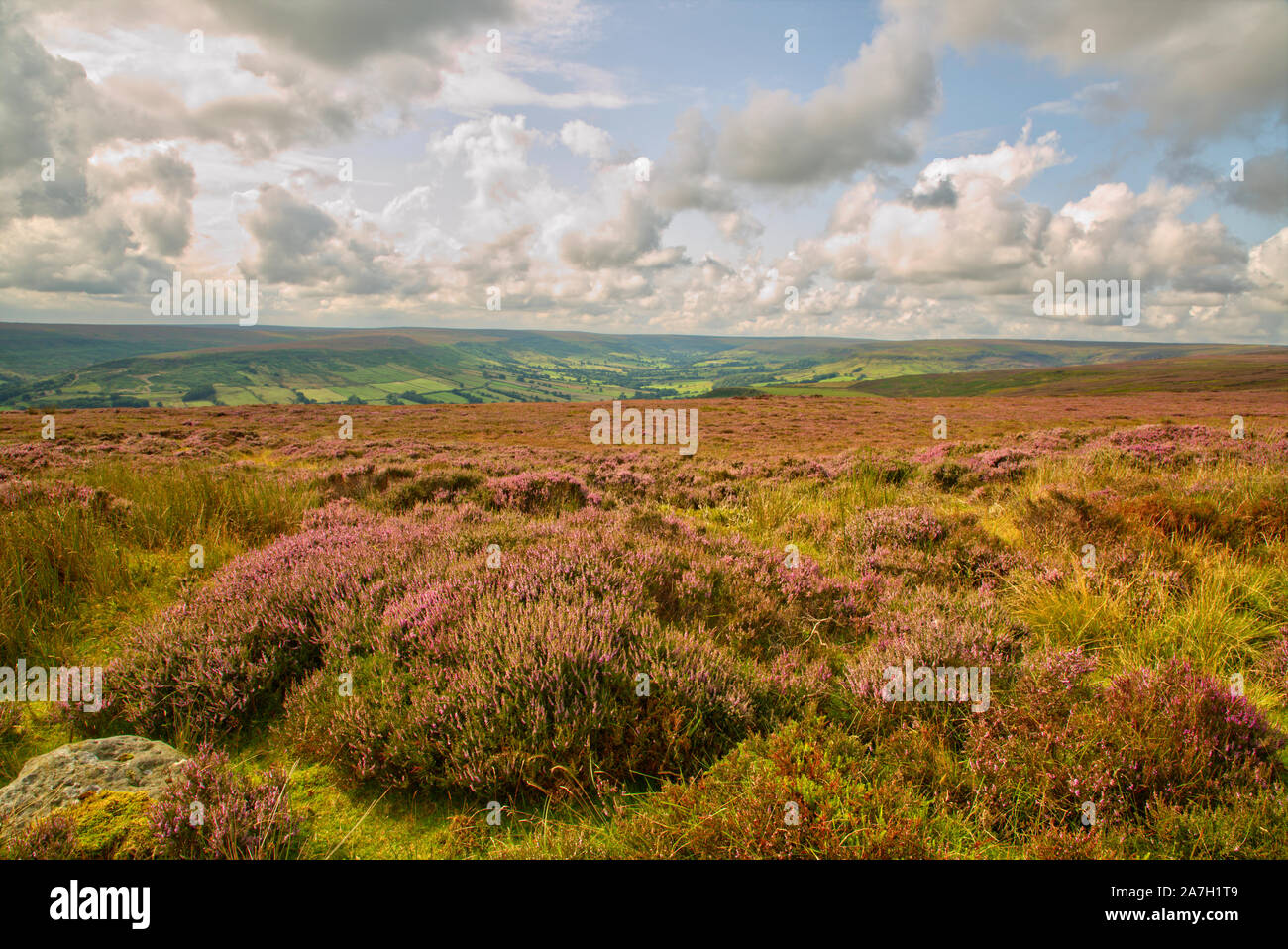 North Yorkshire Heather Rock High Resolution Stock Photography and ...