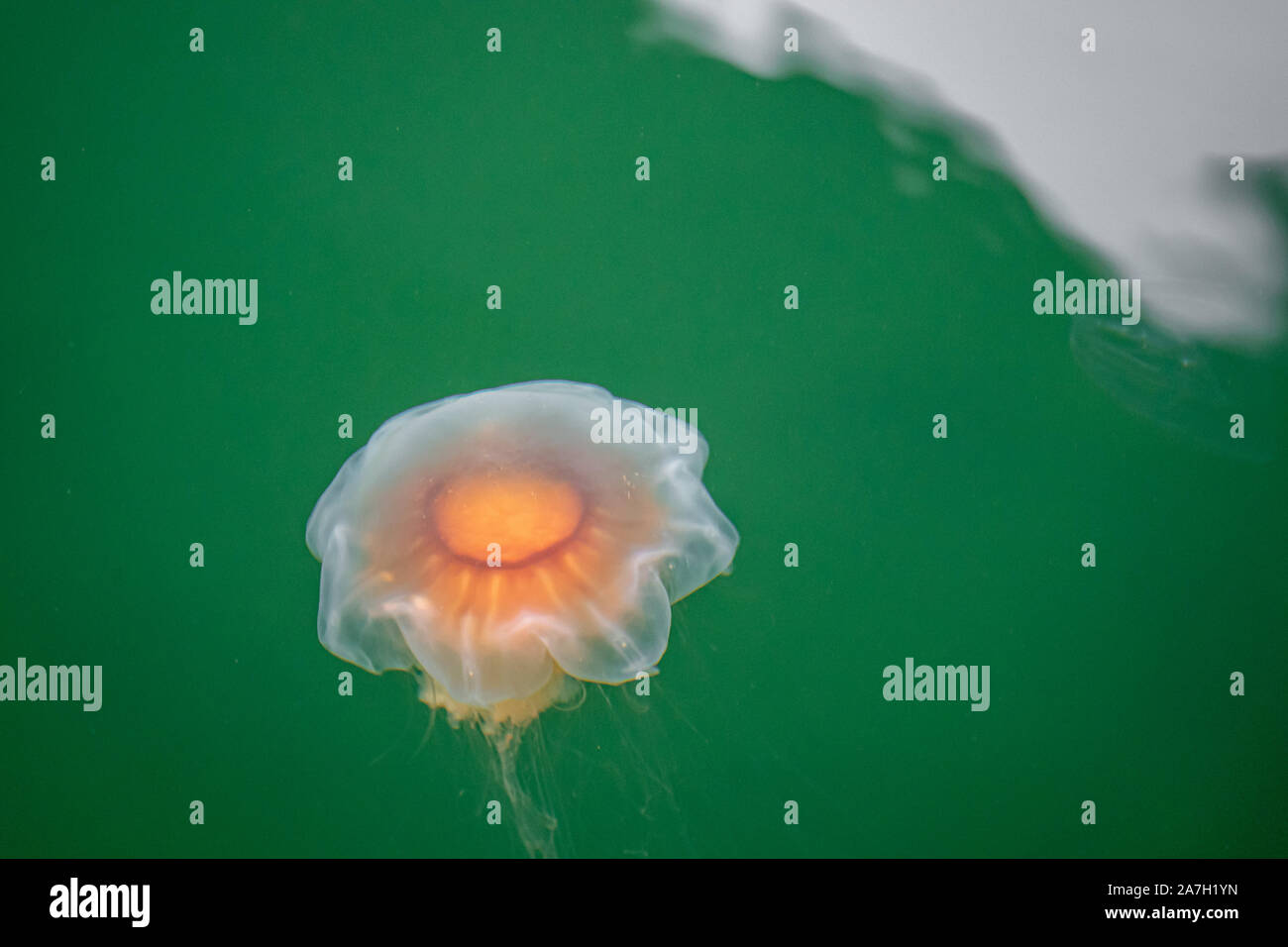 a close-up of a fire jellyfish with its long tentacles swimming in ...