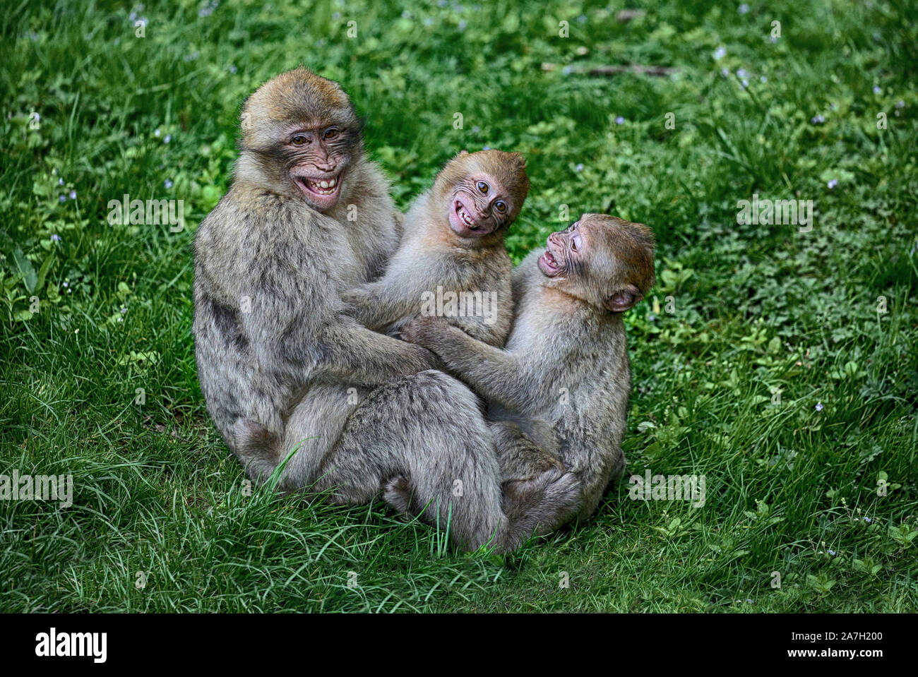 Barbary Macaques in captivity Stock Photo - Alamy