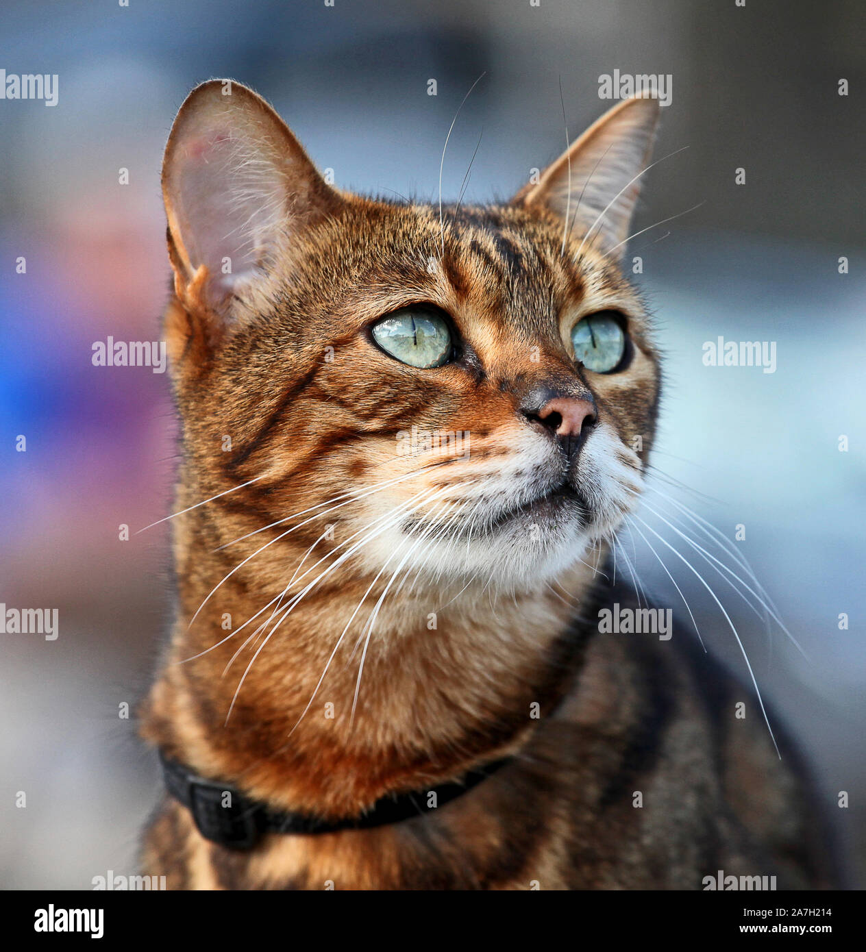 Bengal Cat head shot Stock Photo - Alamy