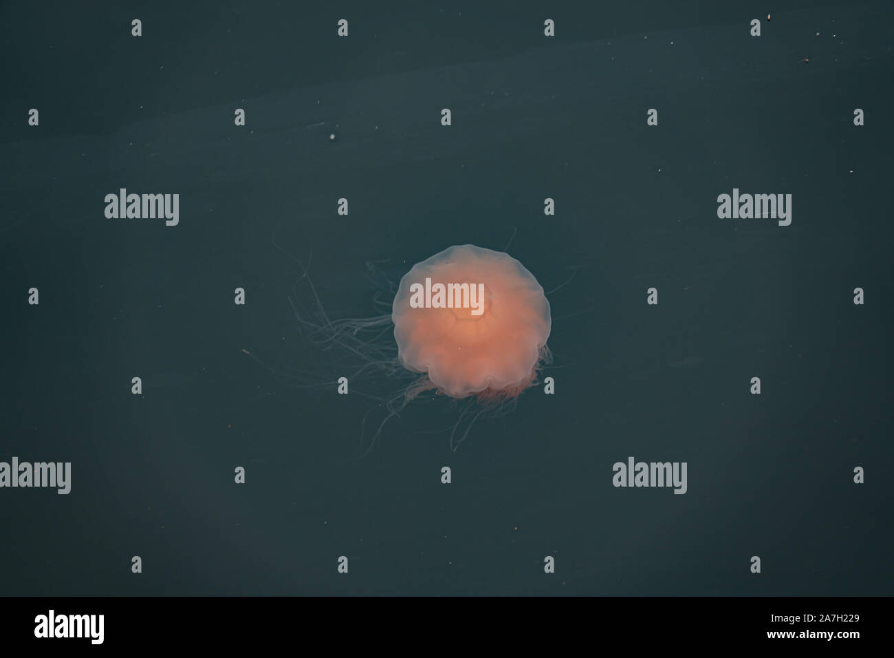 a close-up of a fire jellyfish with its long tentacles swimming in ...