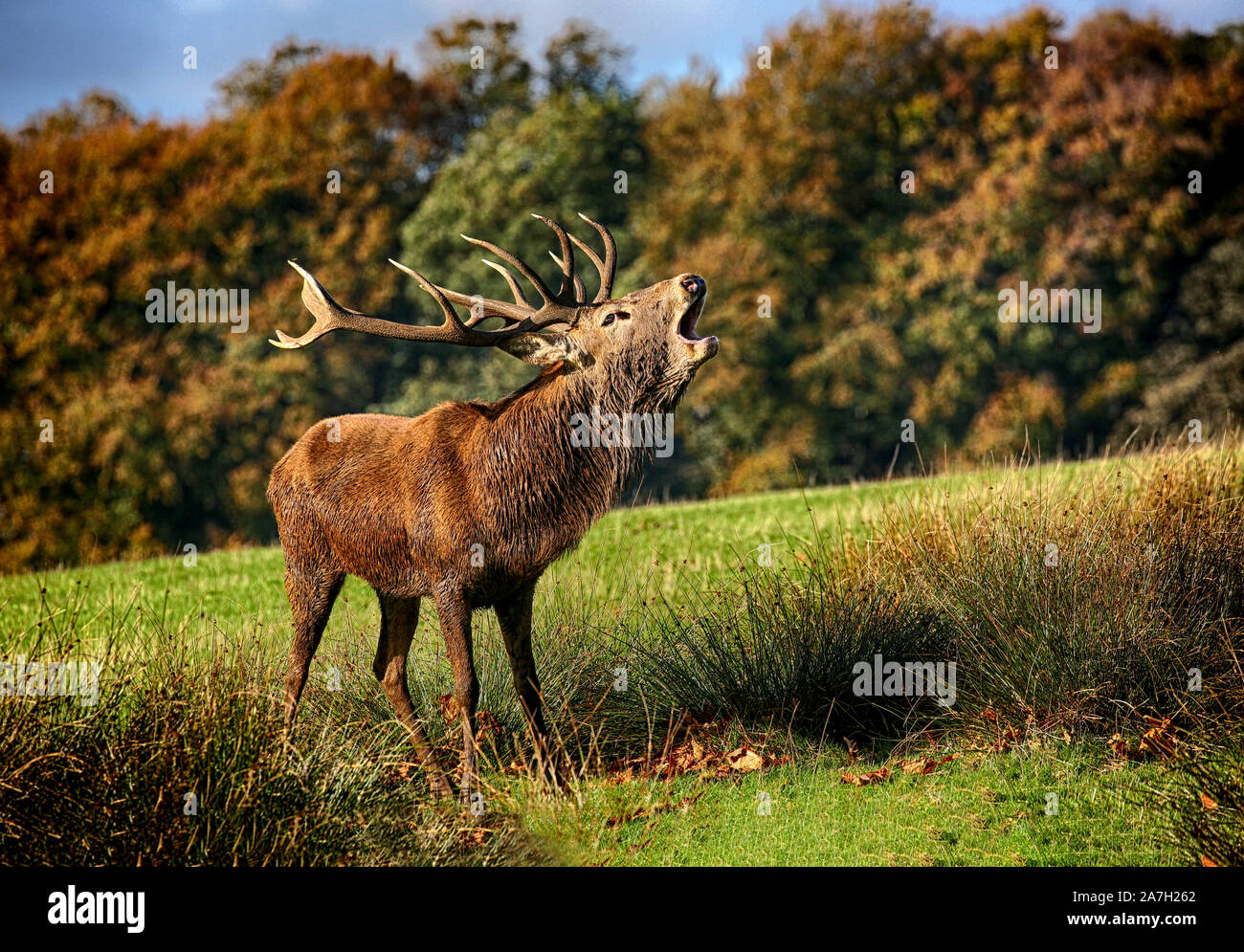 A Dear resting in grass Stock Photo - Alamy