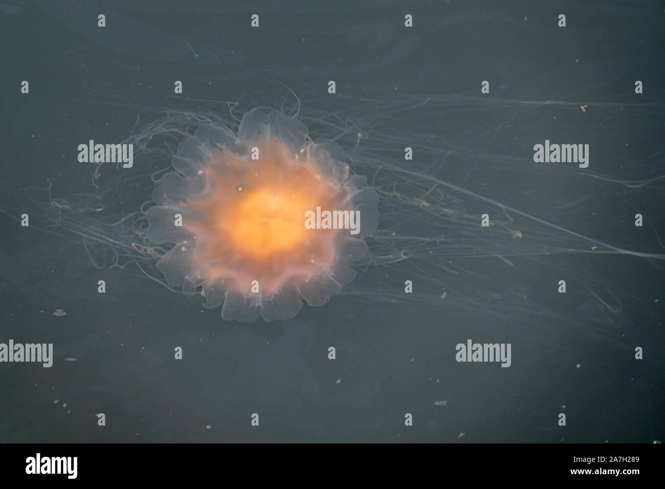 a close-up of a fire jellyfish with its long tentacles swimming in ...