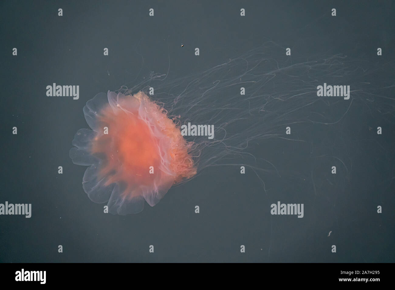 a close-up of a fire jellyfish with its long tentacles swimming in ...
